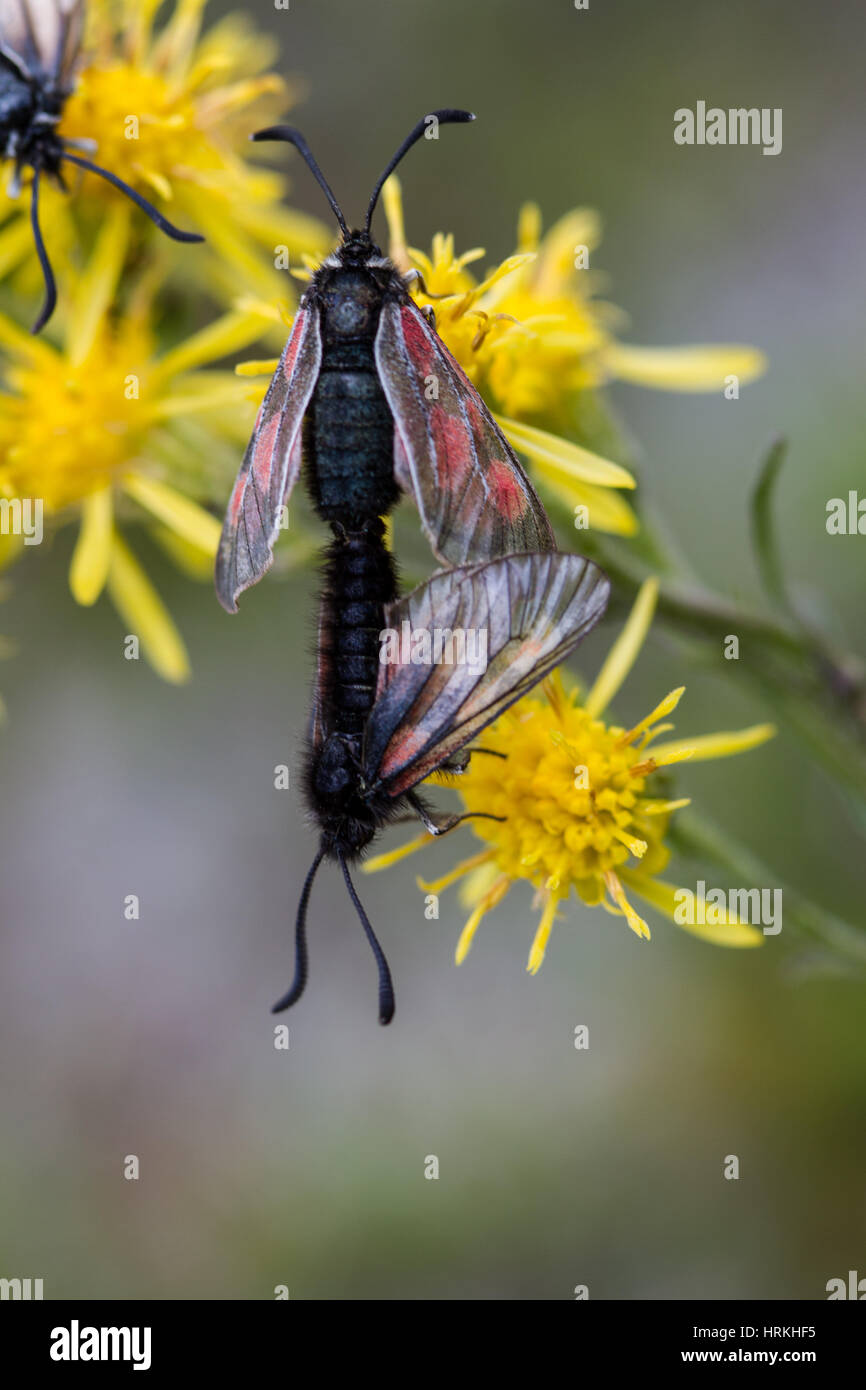 Insects on flower Stock Photo - Alamy