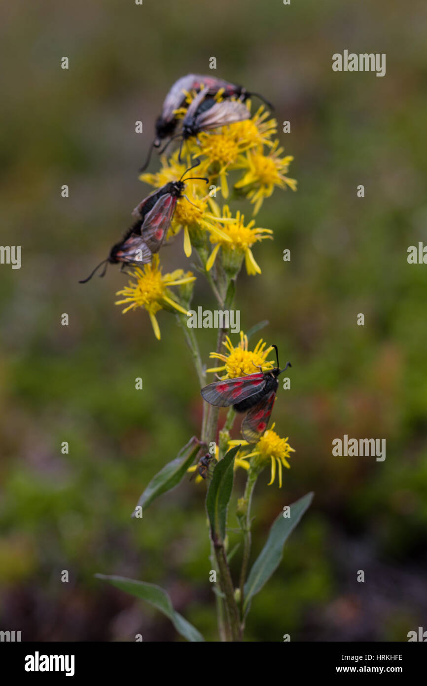 Insects on flower Stock Photo - Alamy