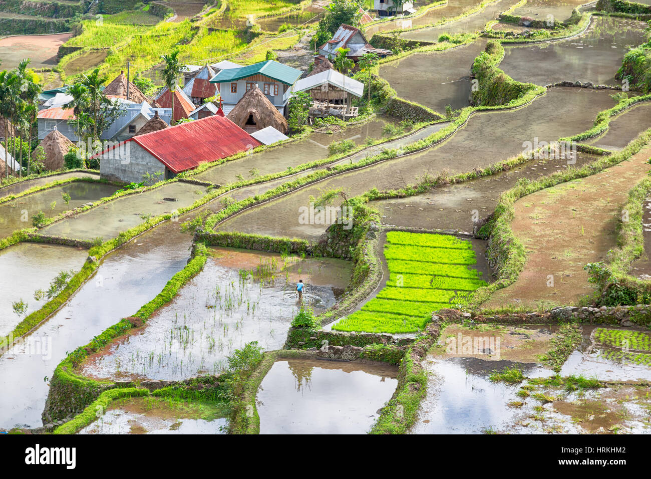 blur in philippines terrace field for coultivation of rice from banaue ...