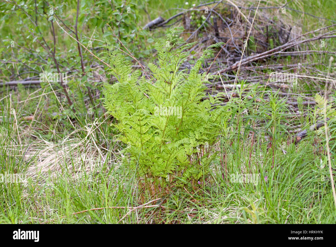 Narrow buckler fern growing in Norway Stock Photo - Alamy