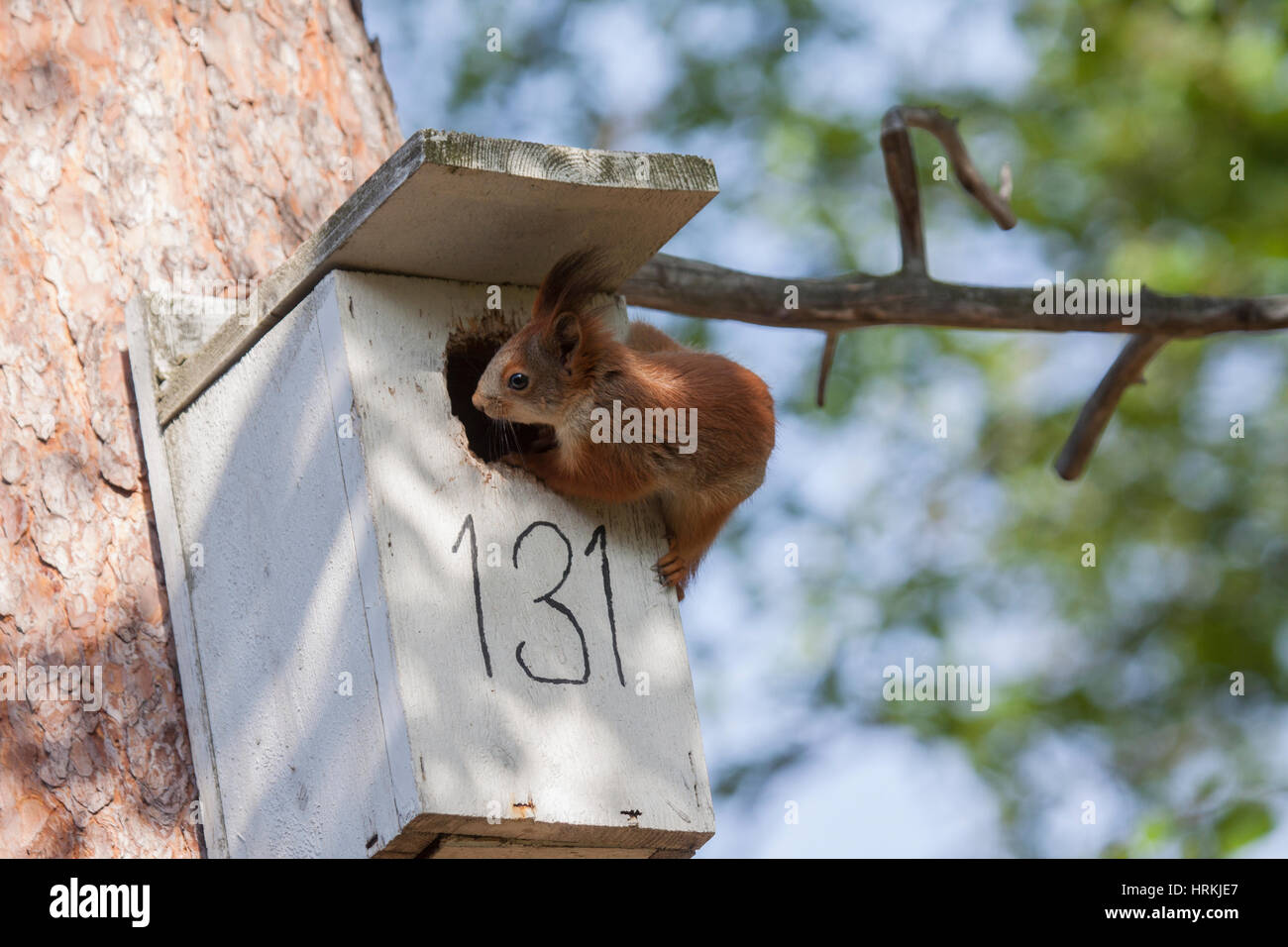 Red Squirrel Nest Box High Resolution Stock Photography and Images - Alamy