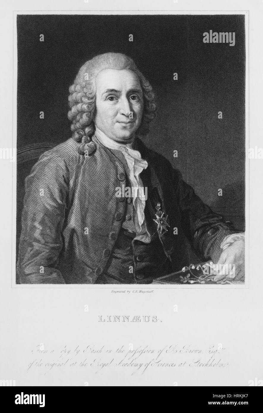 Systema naturae linnaeus hi-res stock photography and images - Alamy