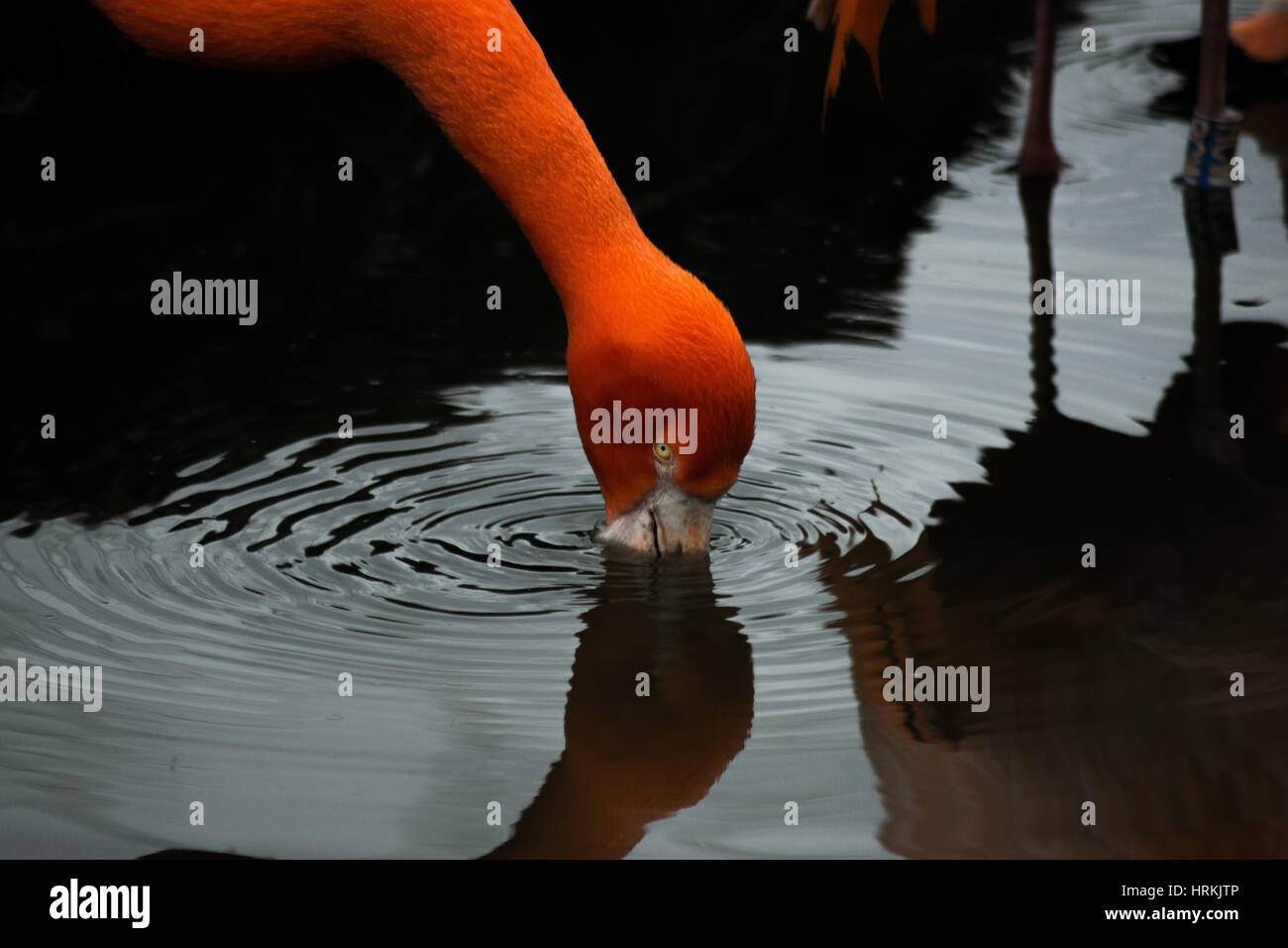 A beautiful flamingo taking a drink Stock Photo - Alamy