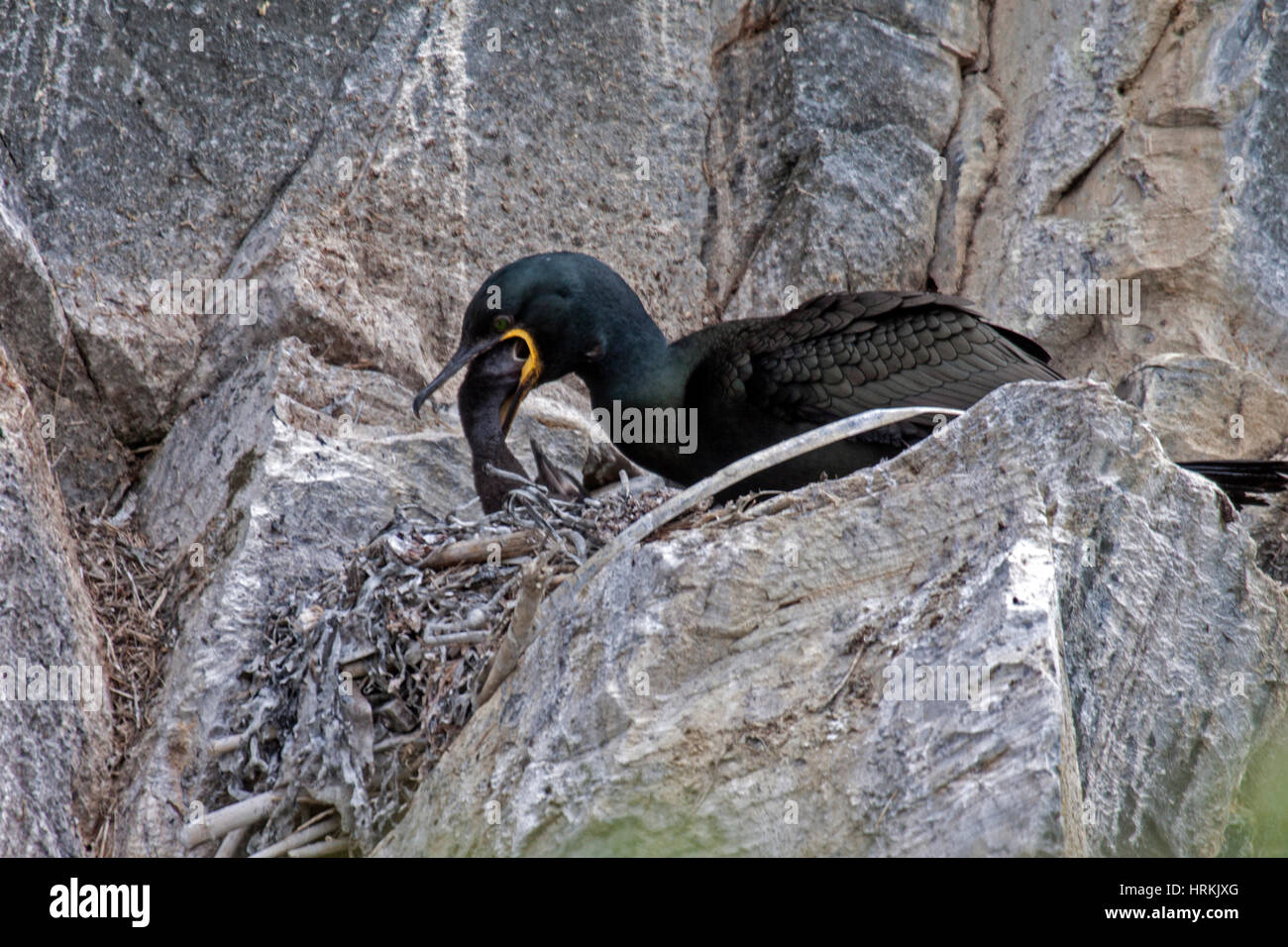 Shag chick feeding on regurgitated food from mothers mouth Stock Photo ...