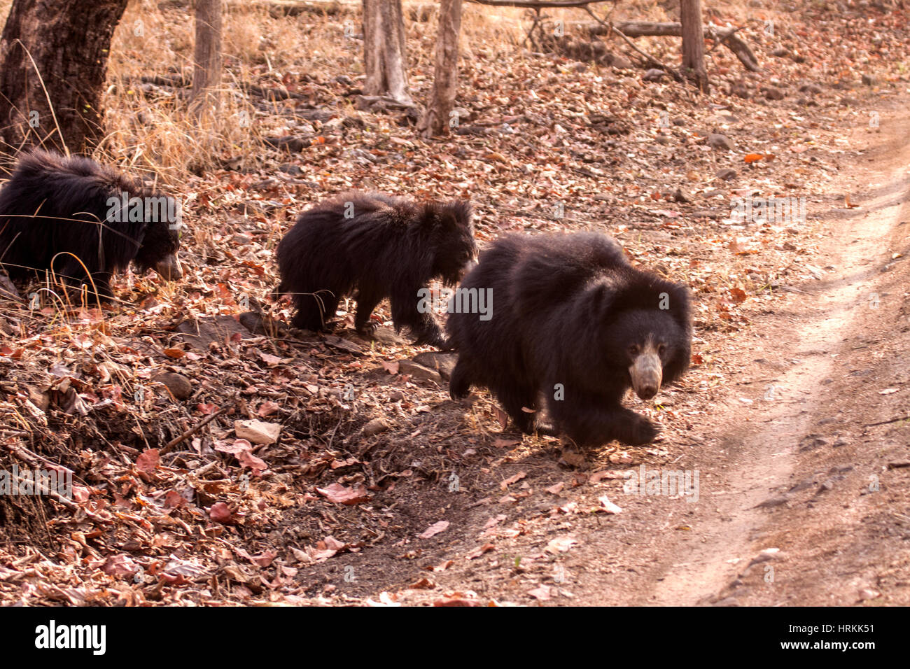 Sloth bear mother and two cubs crossing track in National Park in India ...