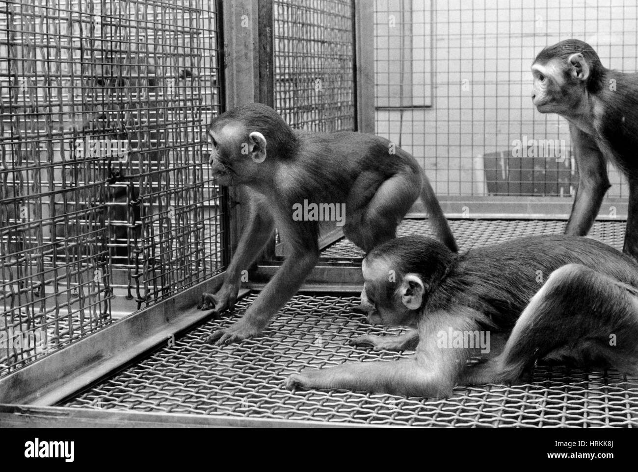 Animal Testing, Primate Research Stock Photo - Alamy