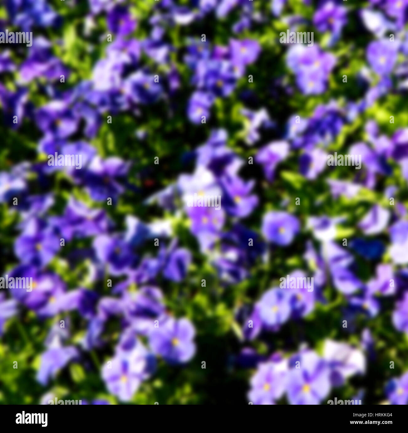 blur in the spring colors flowers and garden Stock Photo - Alamy