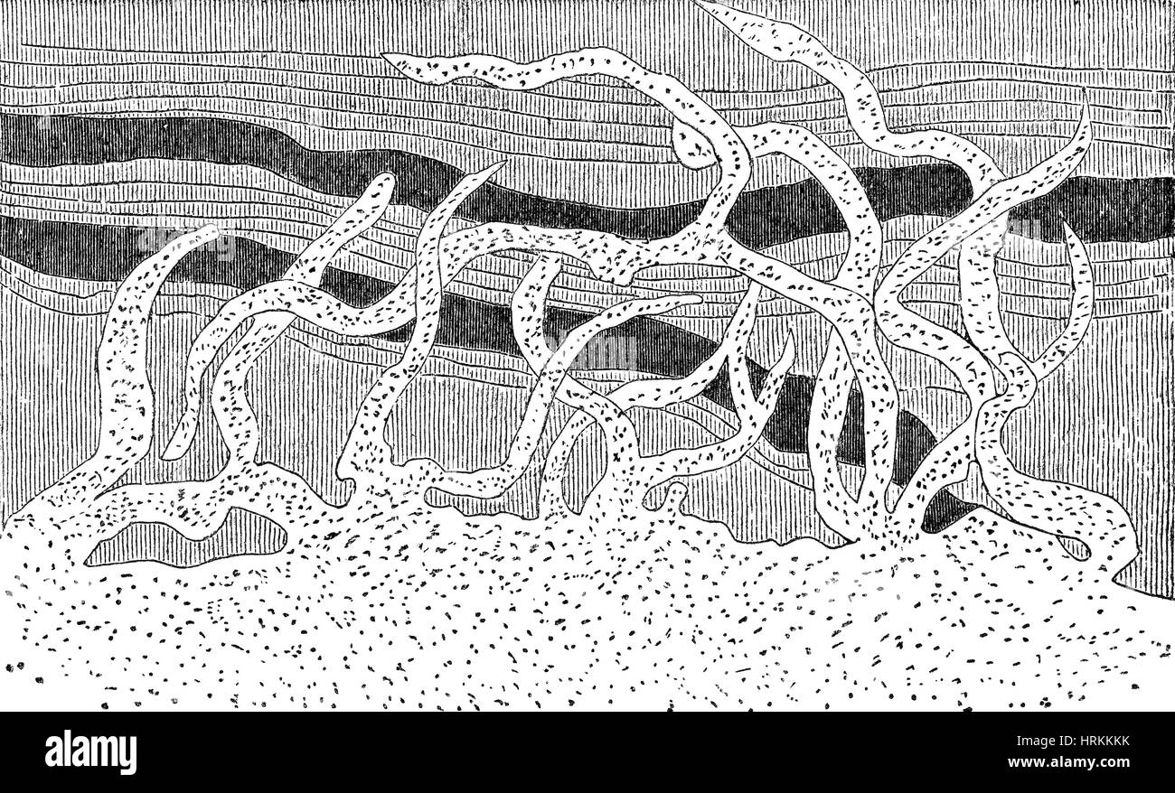 Cross section of granite hi-res stock photography and images - Alamy