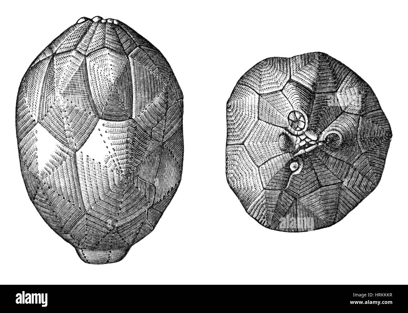 Silurian hi-res stock photography and images - Alamy