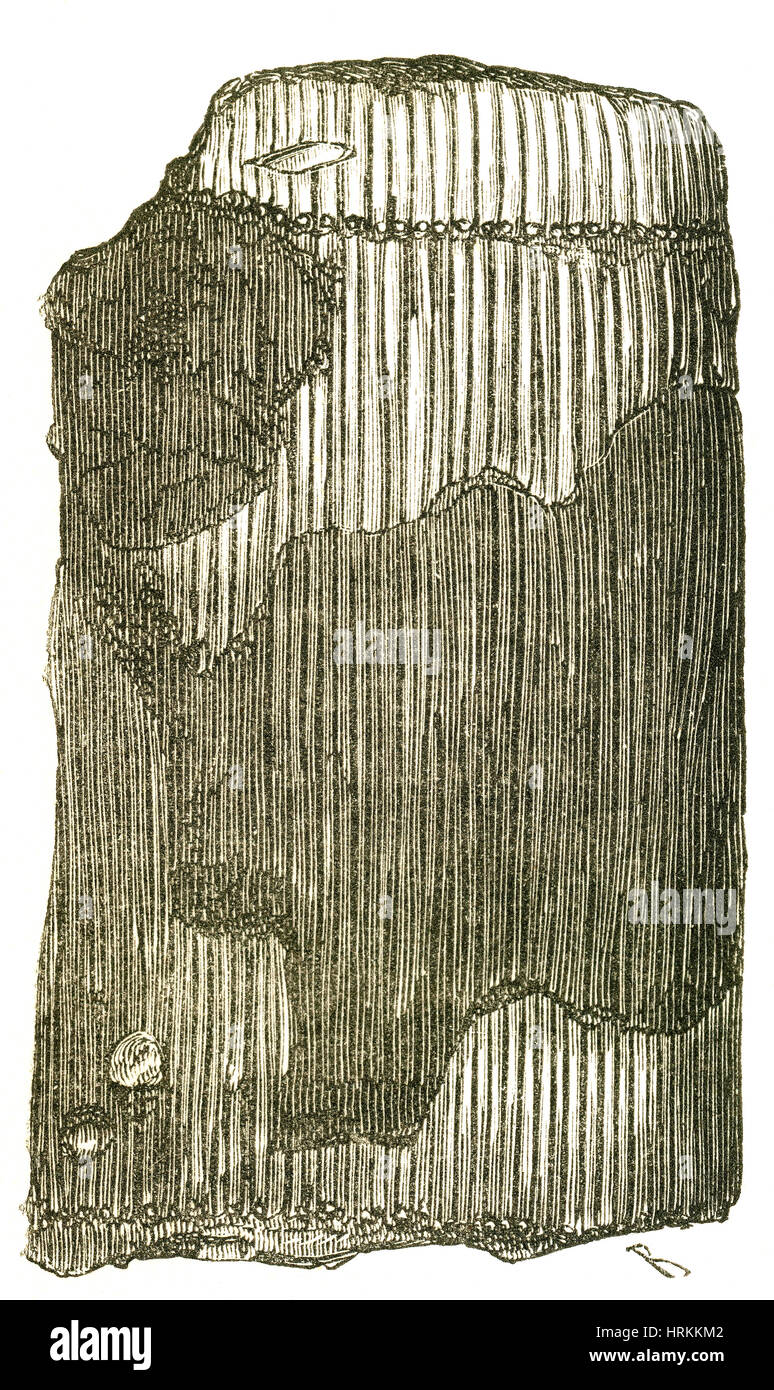 Calamites hi-res stock photography and images - Alamy