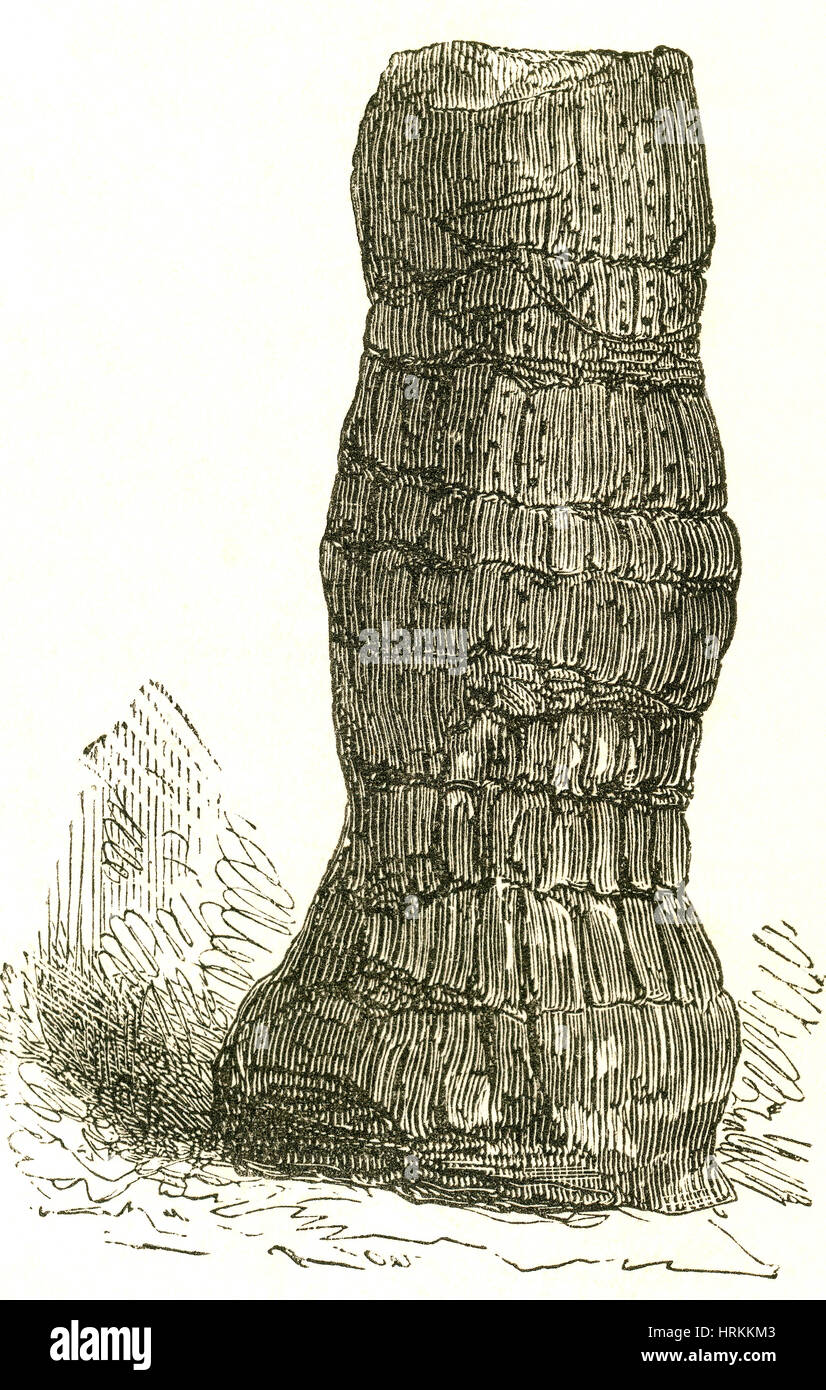 Sigillaria hi-res stock photography and images - Alamy