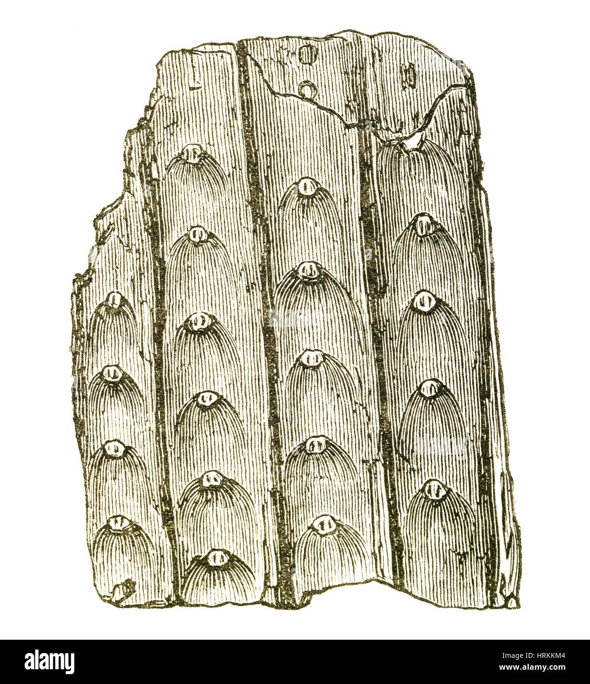 Sigillaria hi-res stock photography and images - Alamy