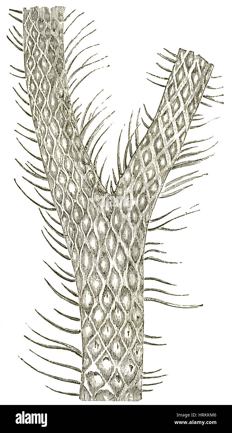 Plant lepidodendron carboniferous hi-res stock photography and images ...