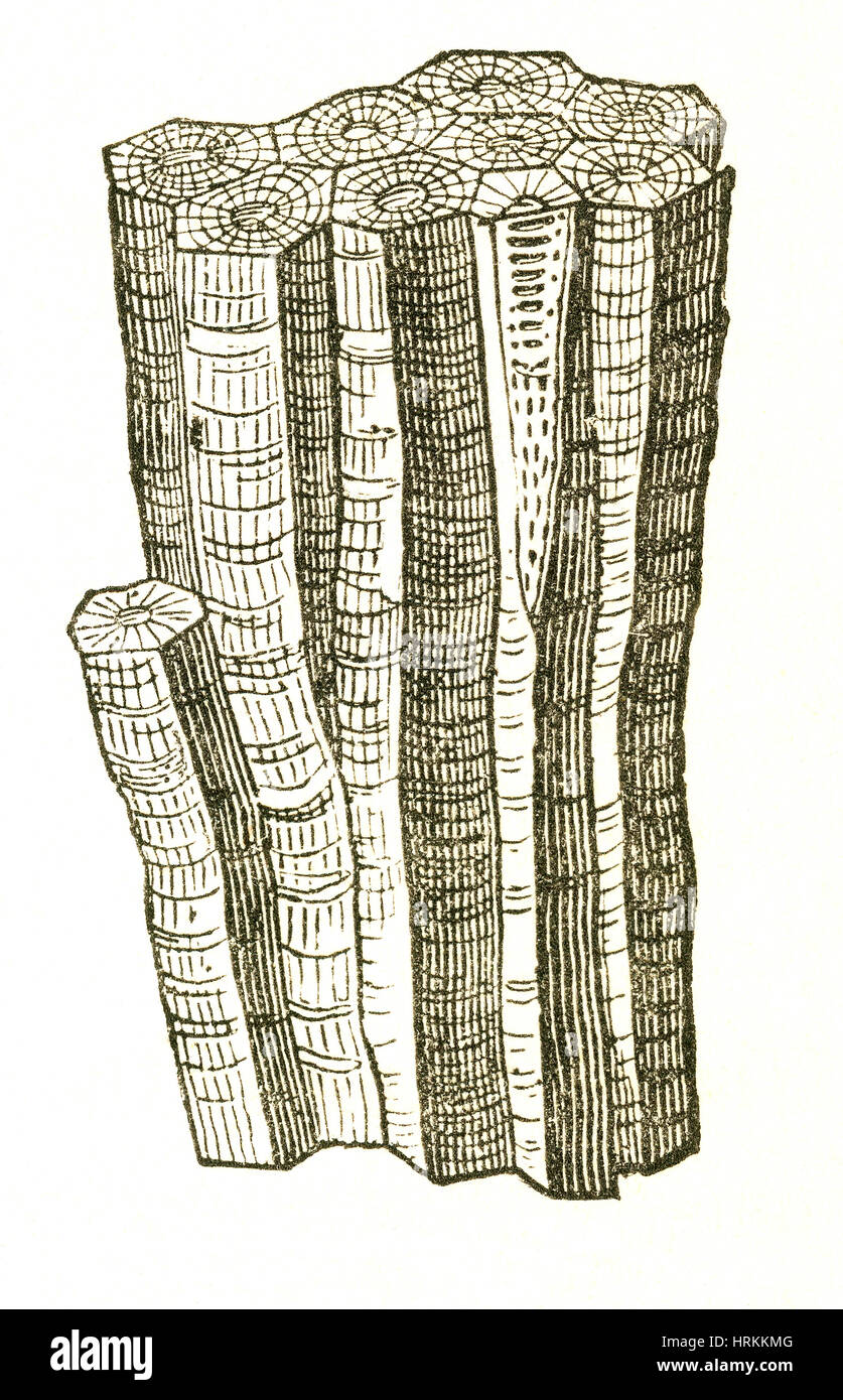 Rugose Coral Fossil Stock Photo - Alamy