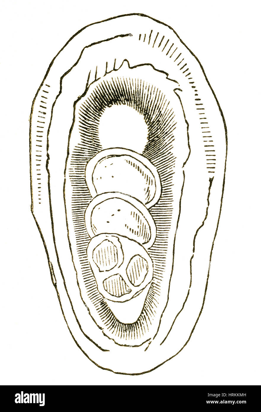Fossilized foraminifera Cut Out Stock Images & Pictures - Alamy