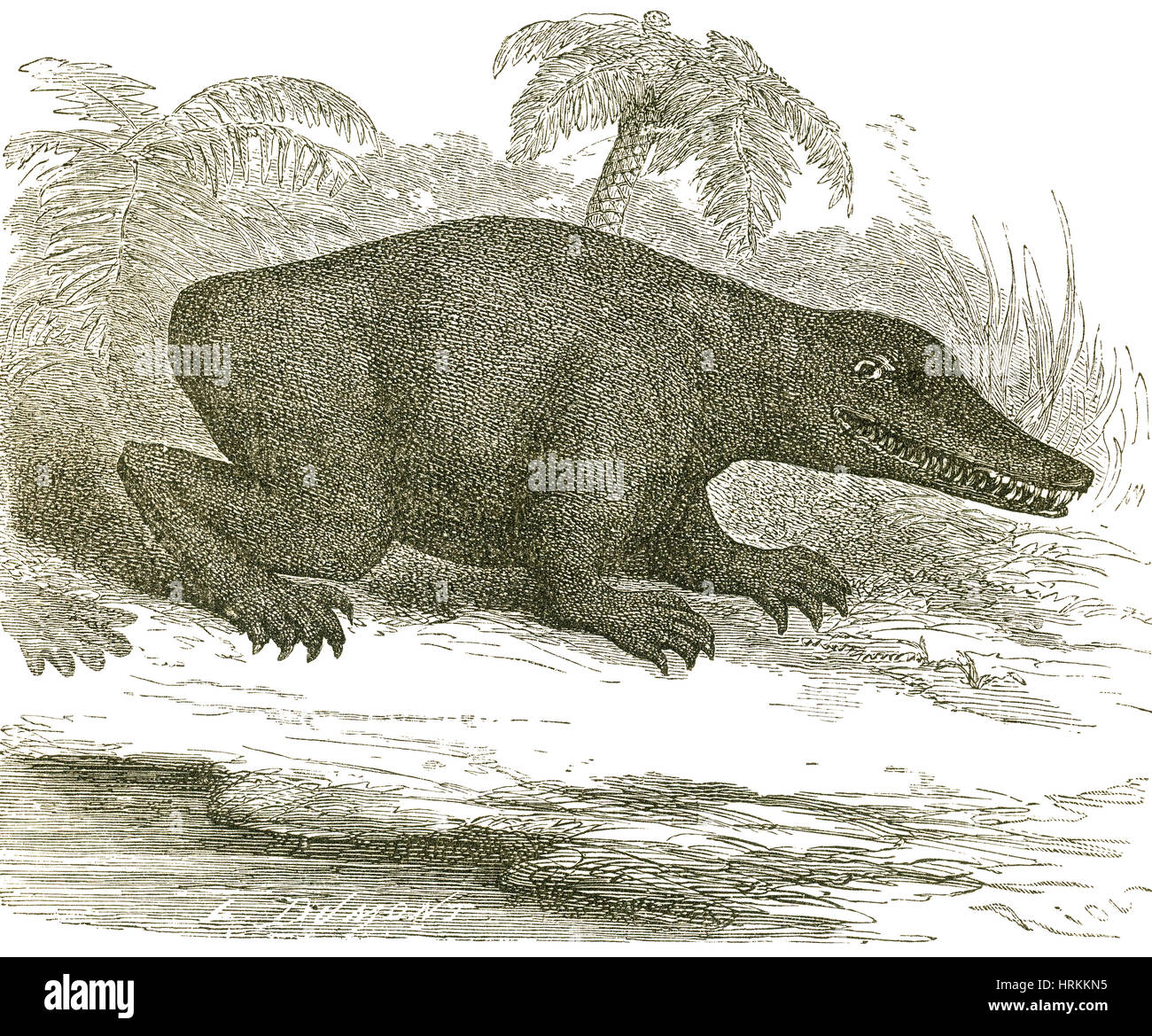 Labyrinthodontia hi-res stock photography and images - Alamy