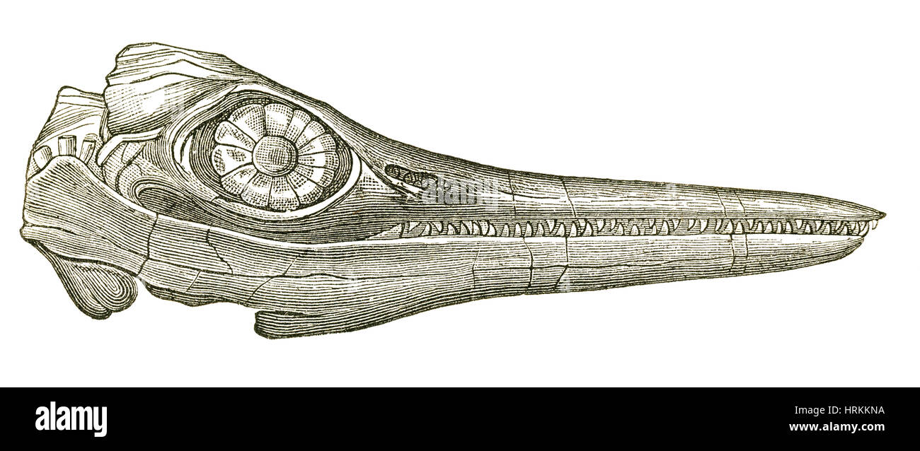 Ichthyosaur hi-res stock photography and images - Alamy