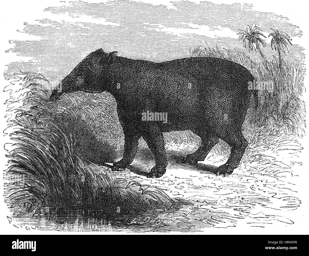 Eocene mammal fossil hi-res stock photography and images - Alamy