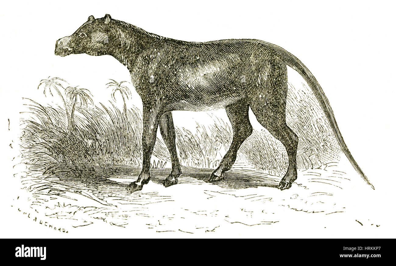 Anoplotherium hi-res stock photography and images - Alamy