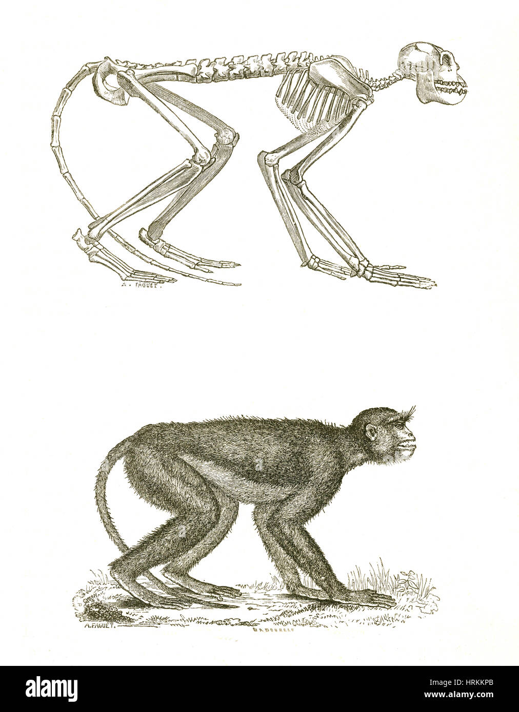 Mesopithecus High Resolution Stock Photography and Images - Alamy