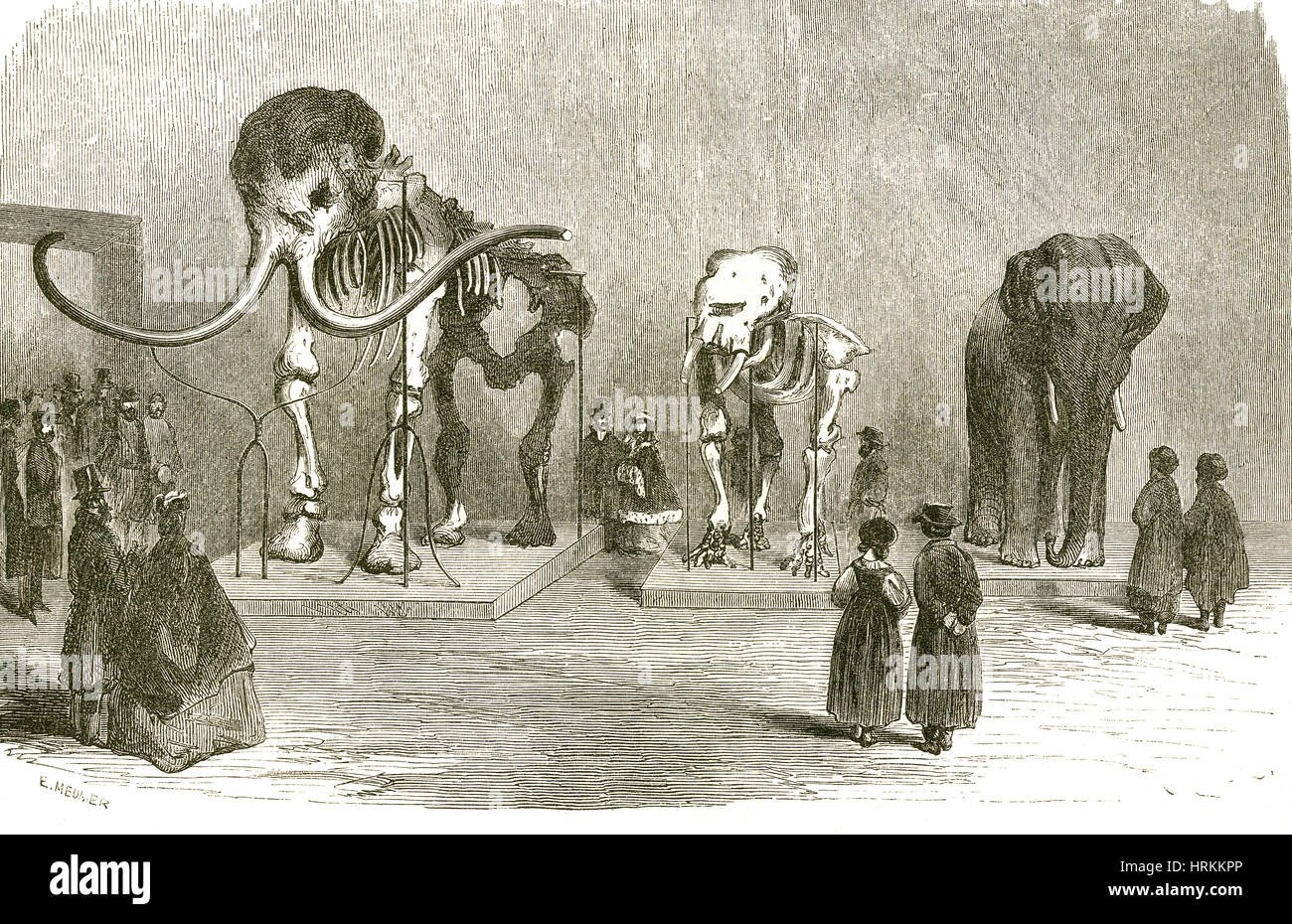 Prehistoric elephants hi-res stock photography and images - Alamy