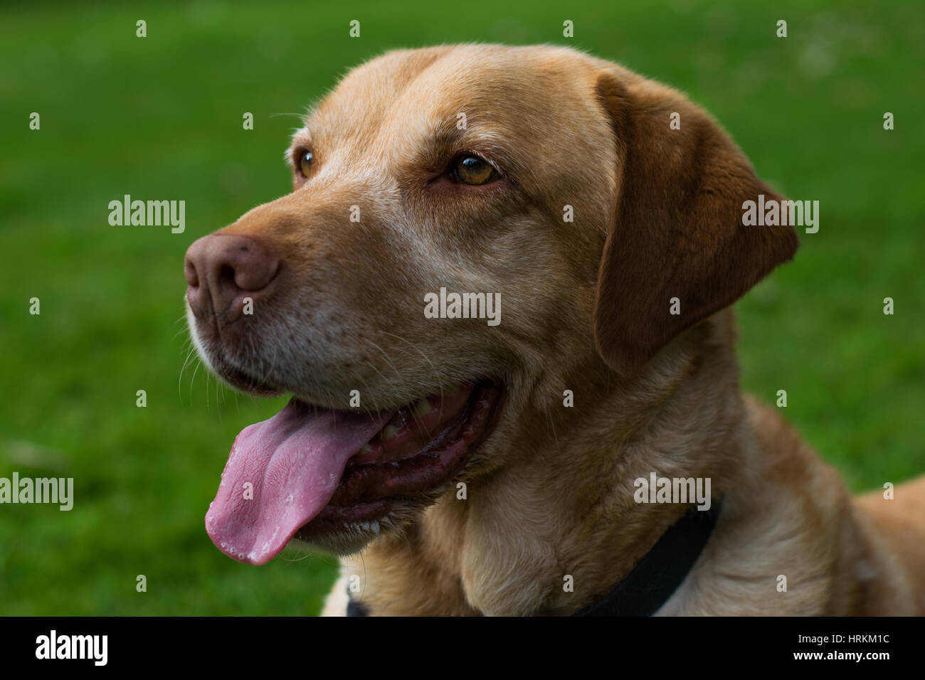 Brown labrador puppy playing hi-res stock photography and images - Alamy