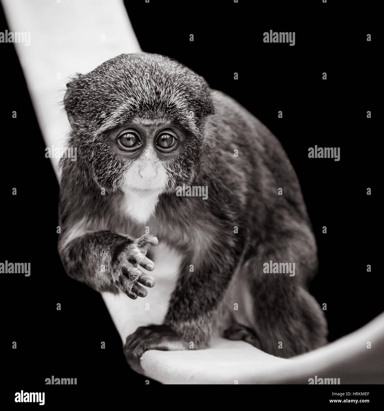 A Frontal Portrait of a Baby De Brazza's Monkey Against a Black ...