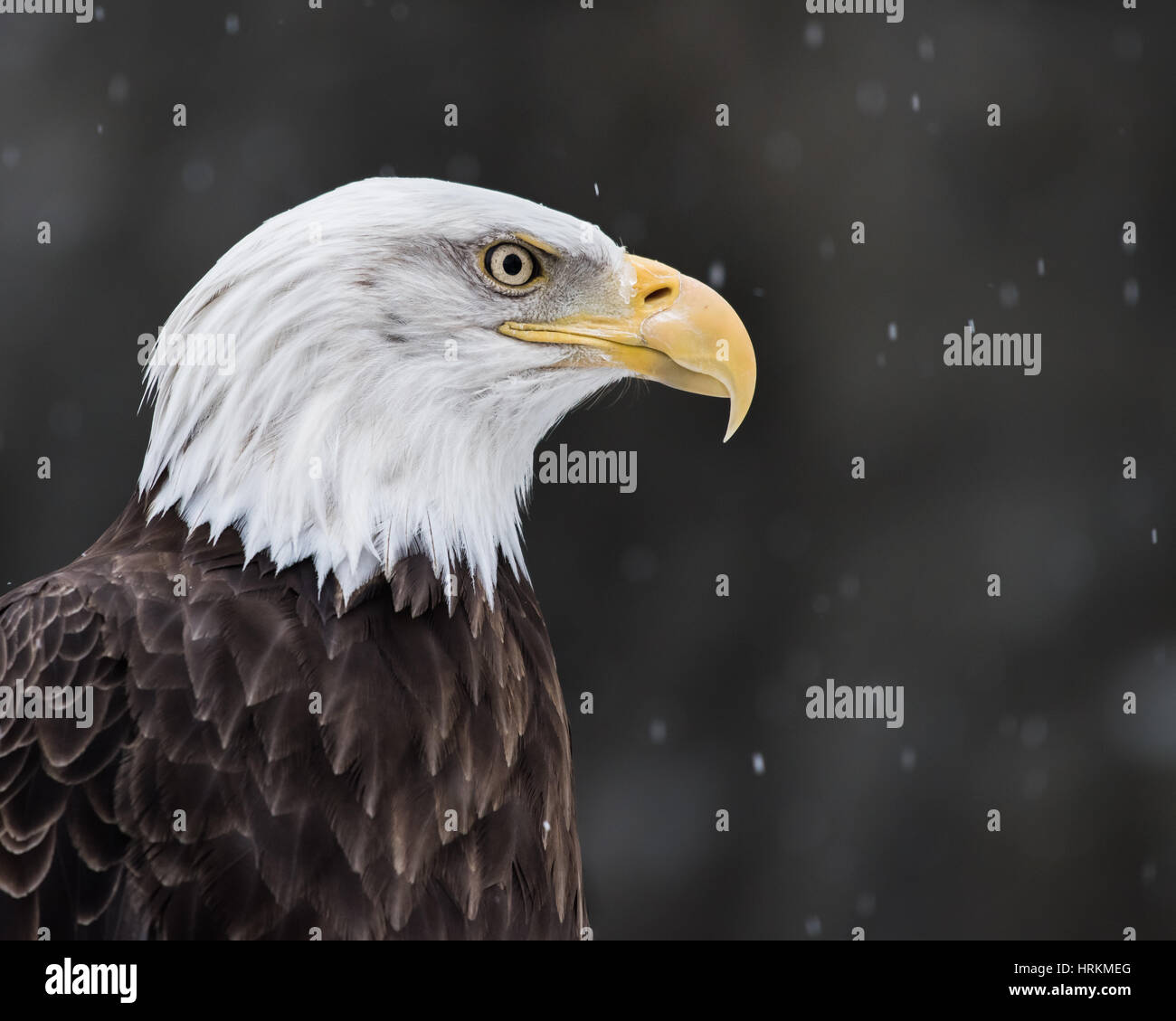 Falling snow bird hi-res stock photography and images - Alamy