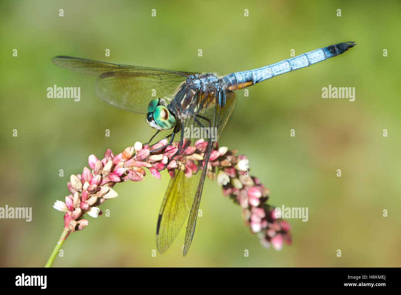 Male Blue Dasher Dragonfly on Pink Flower Stock Photo - Alamy