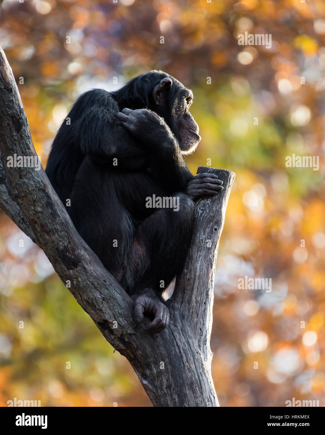 Chimpanzee profile hi-res stock photography and images - Alamy