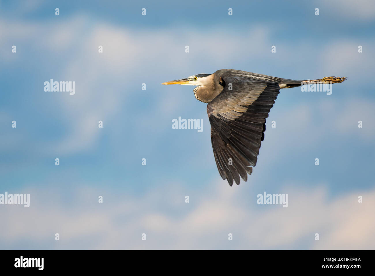 Flying heron in blue sky hi-res stock photography and images - Alamy