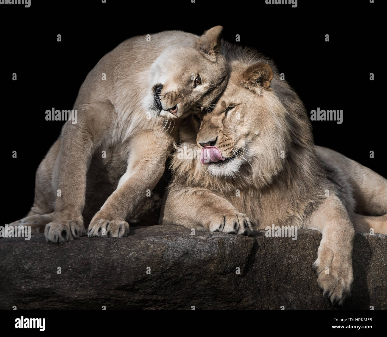 Frontal Portrait of Two Affectionate Lion Siblings Stock Photo - Alamy