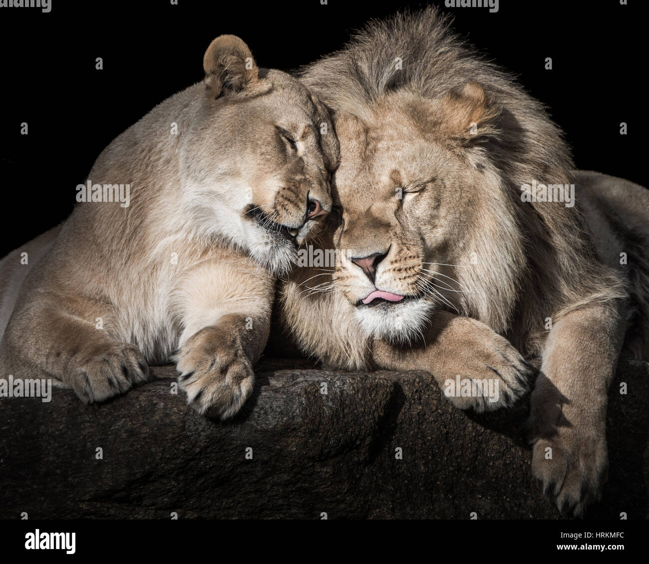 Frontal Portrait of Two Lion Siblings Sleeping and Cuddling Together ...