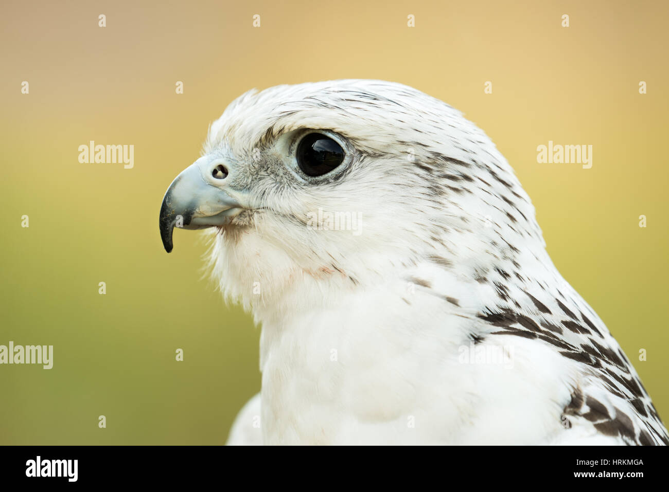 Profile Portrait of a Saker Falcon Against a Green and Yellow ...