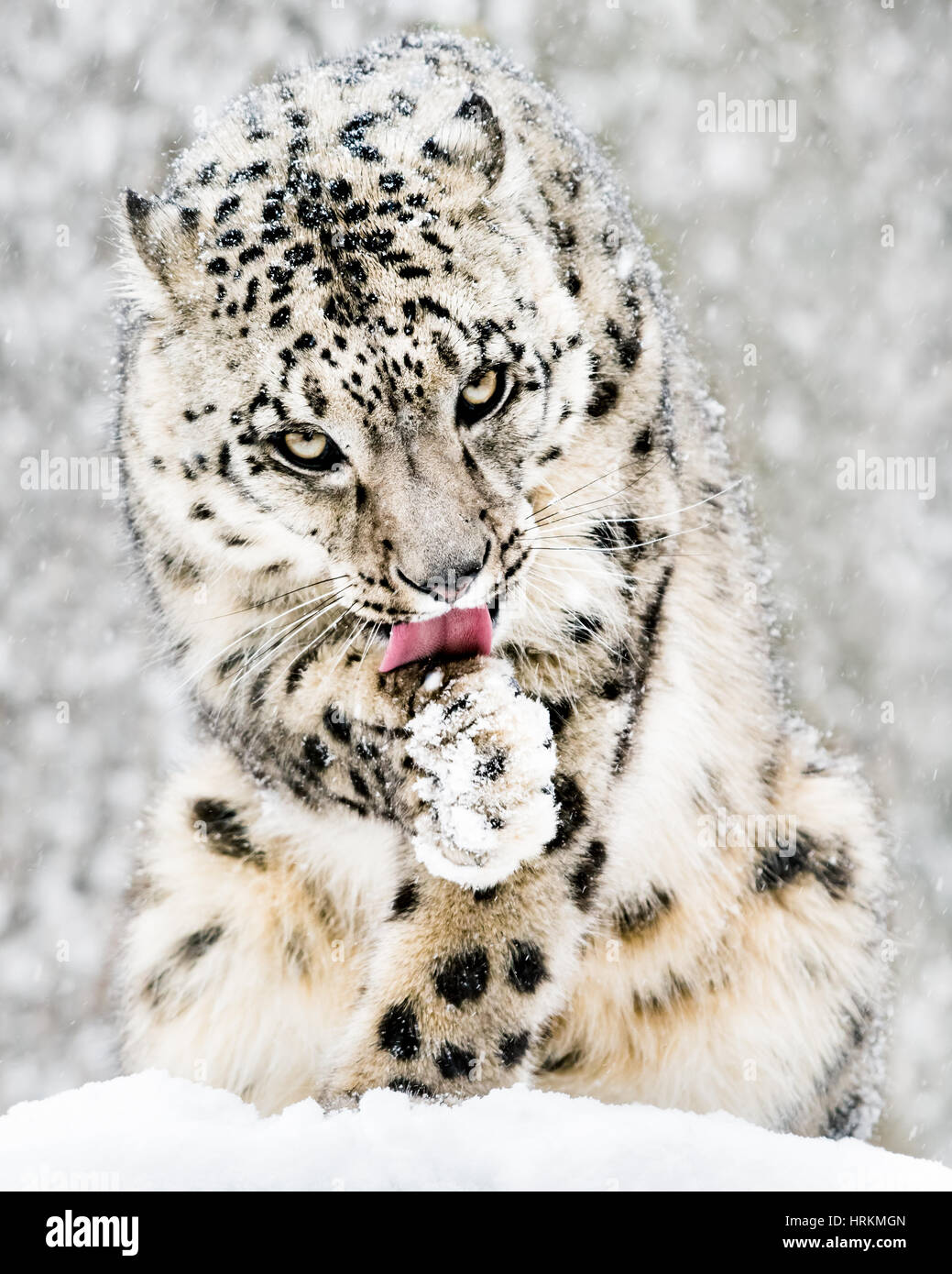Snow Leopard Paws