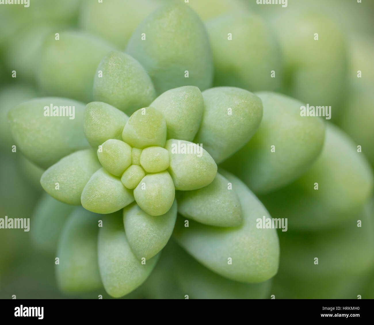 Donkeys tail hi-res stock photography and images - Alamy