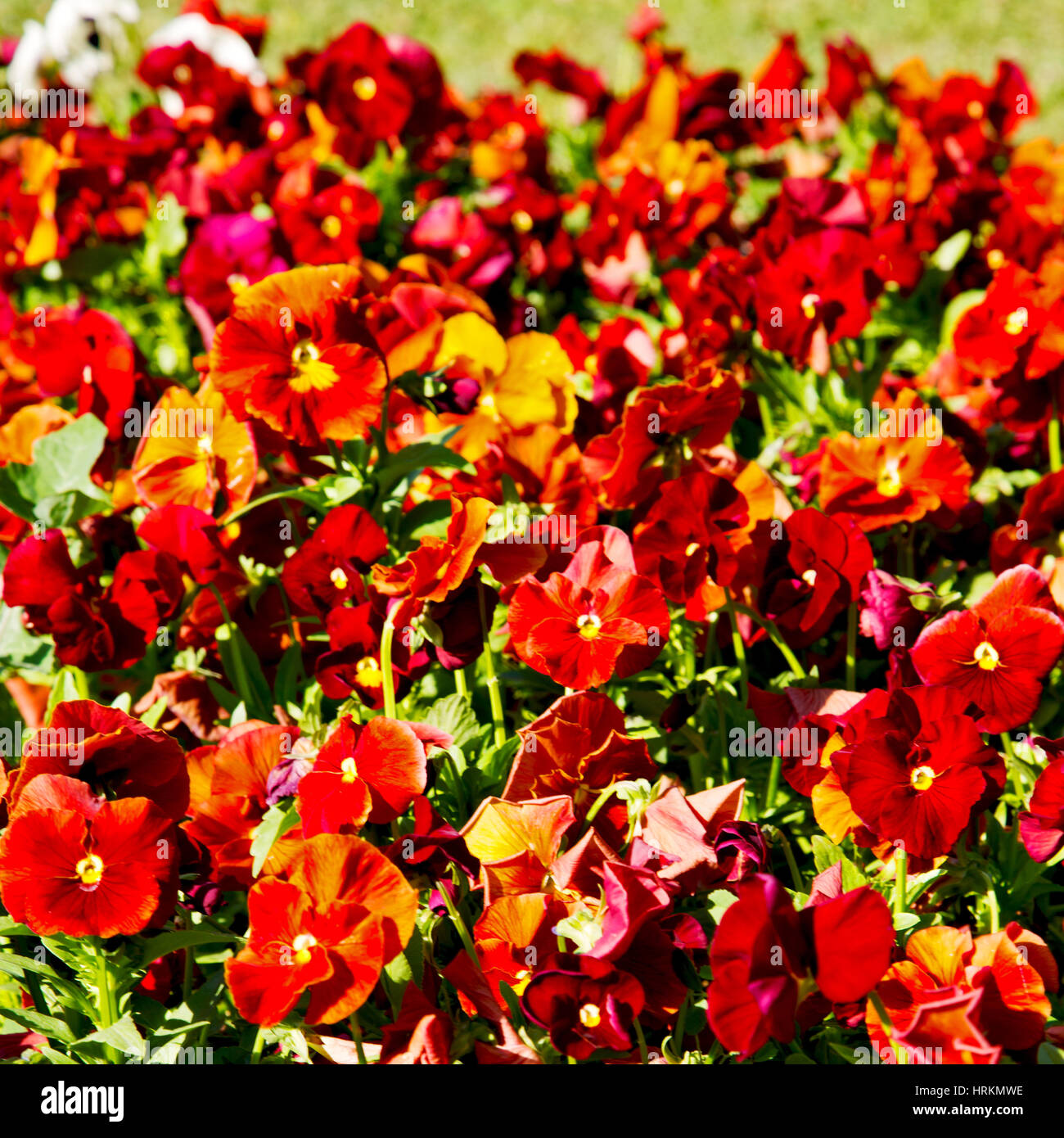 blur in the spring colors flowers and garden Stock Photo - Alamy