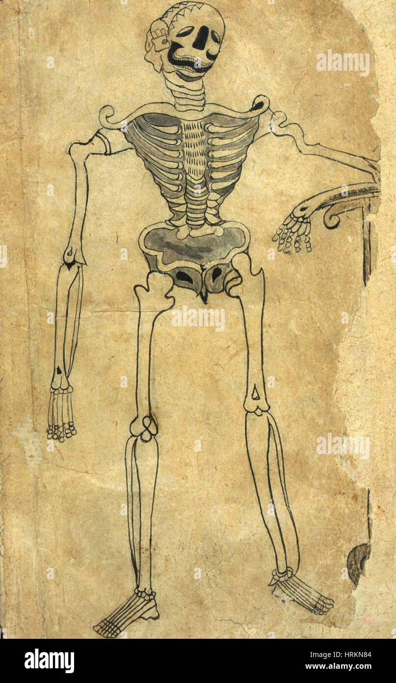 Akbar's Medicine, Persian Anatomical Skeleton Stock Photo - Alamy