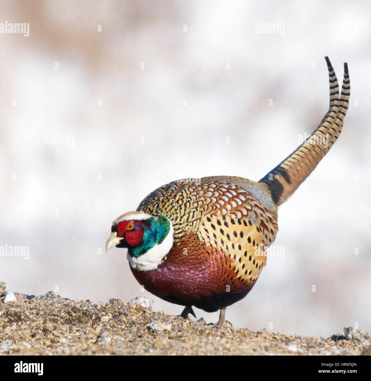Male ring neck pheasant hi-res stock photography and images - Alamy