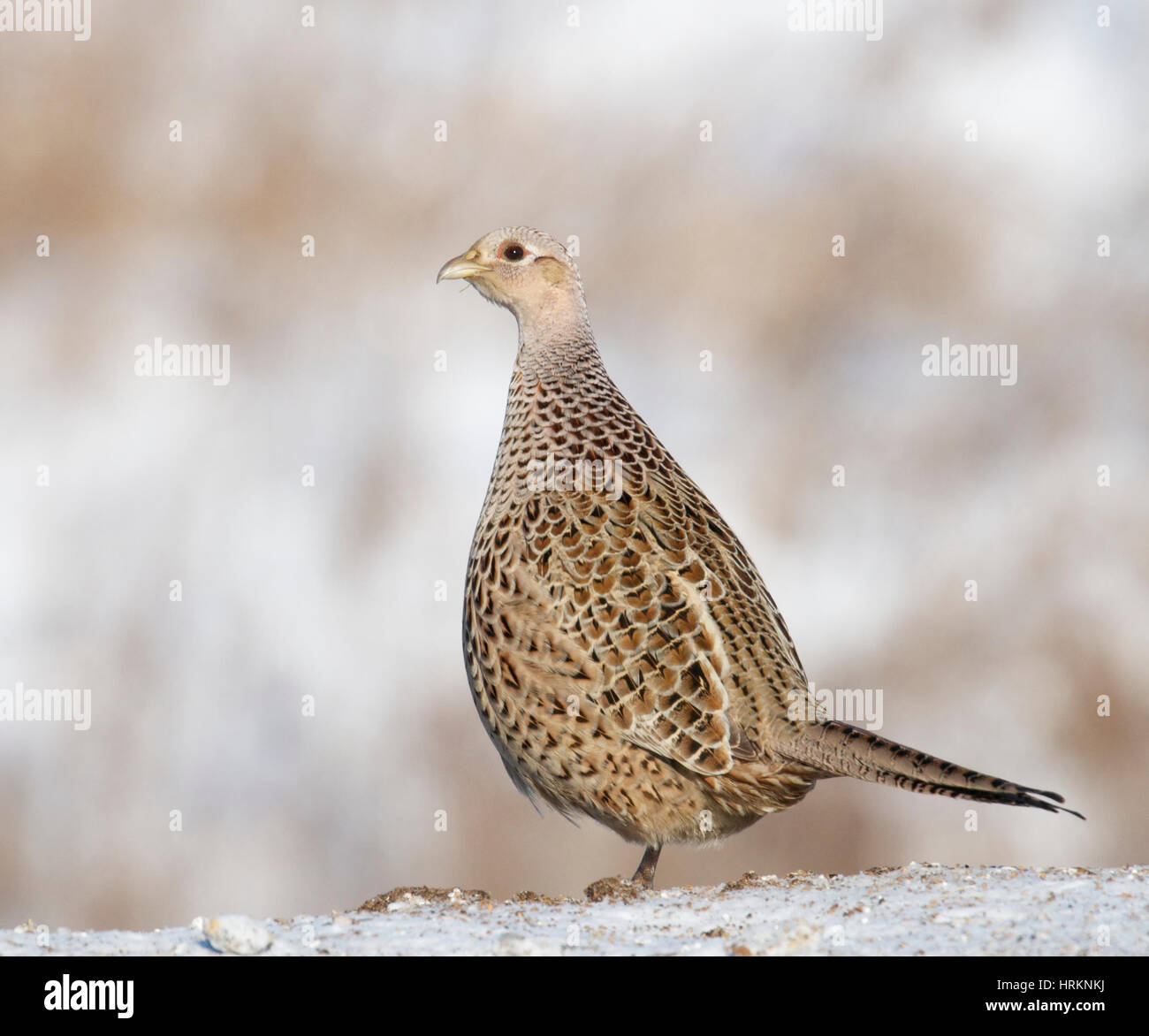 Wild female Common Ring-neck Pheasant, Phasianus colchicus, on pile of ...