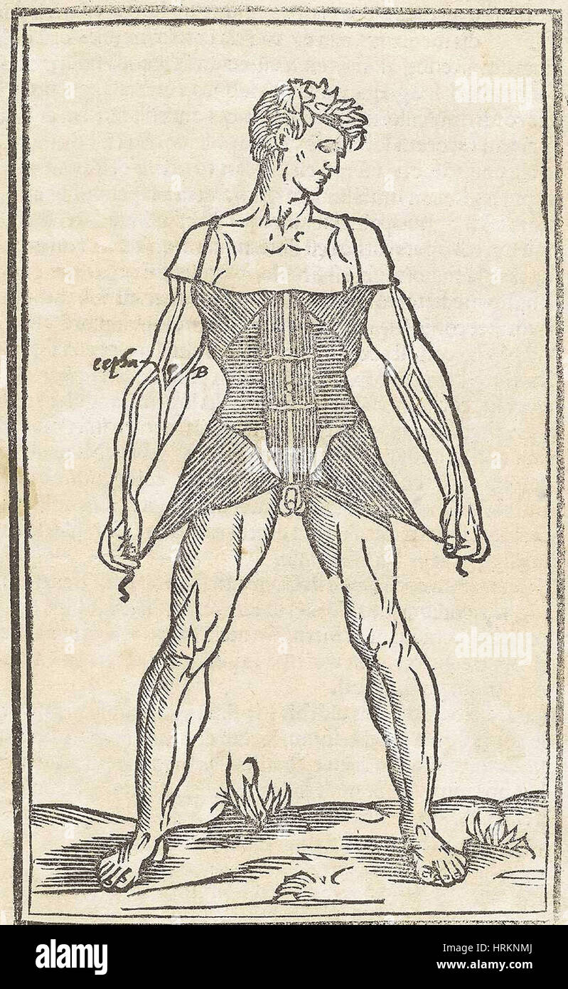 Historical Anatomical Illustration Stock Photo - Alamy