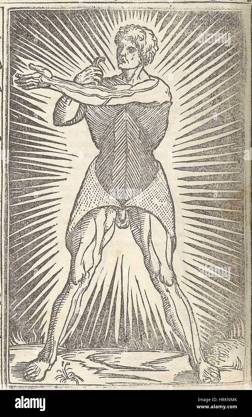 Historical Anatomical Illustration Stock Photo - Alamy