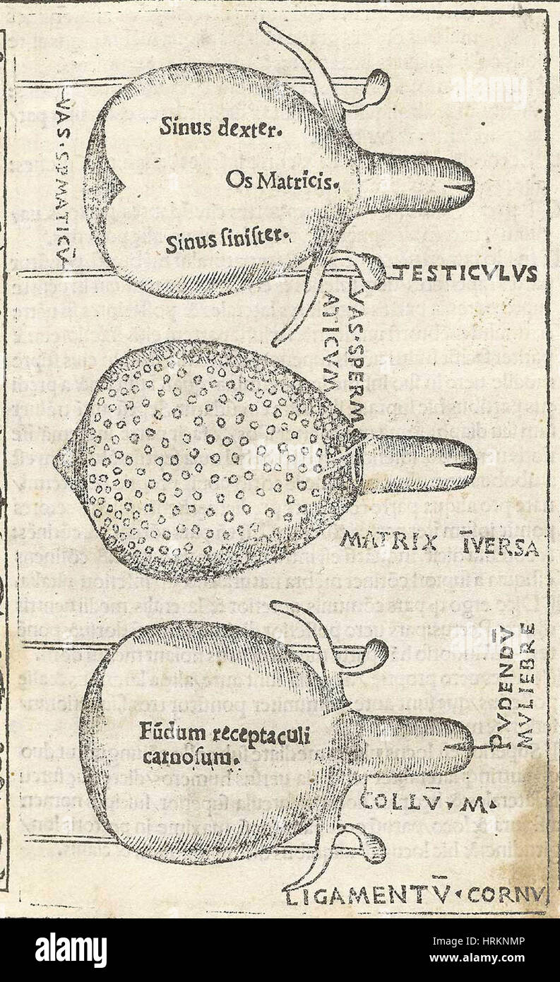 Testicles anatomy hi-res stock photography and images - Alamy