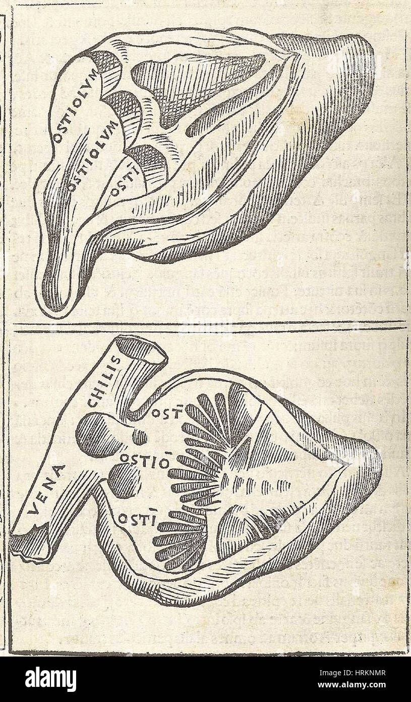 Historical Anatomical Illustration Stock Photo - Alamy