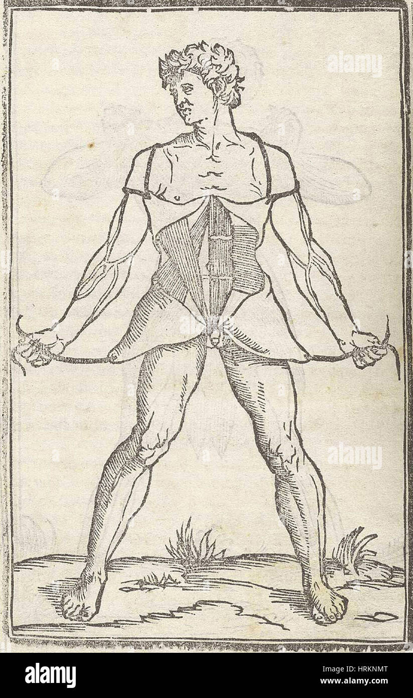 Muscular anatomia hi-res stock photography and images - Alamy