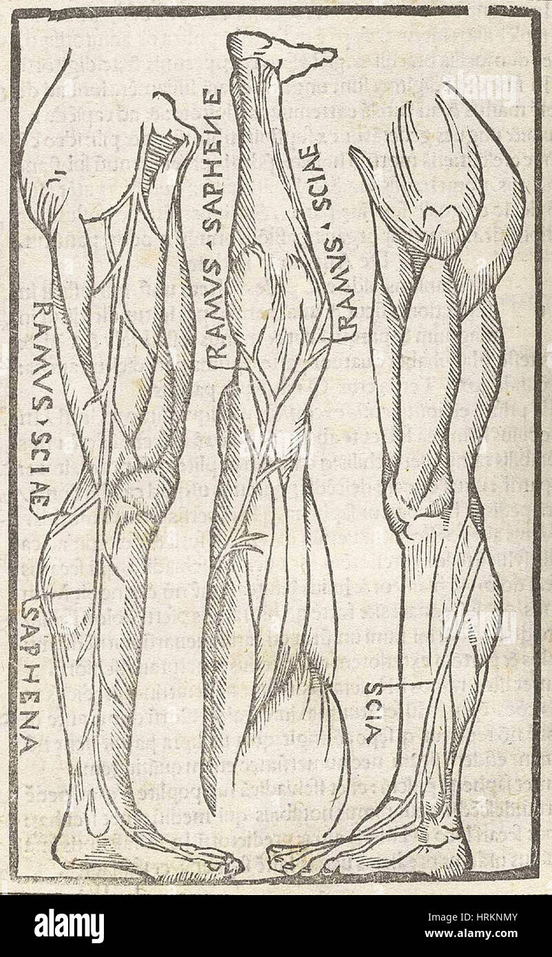 Muscular anatomia hi-res stock photography and images - Alamy