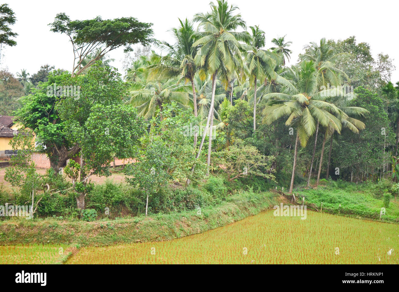 Beautiful landscape of rural India. Scene captured during travel by ...