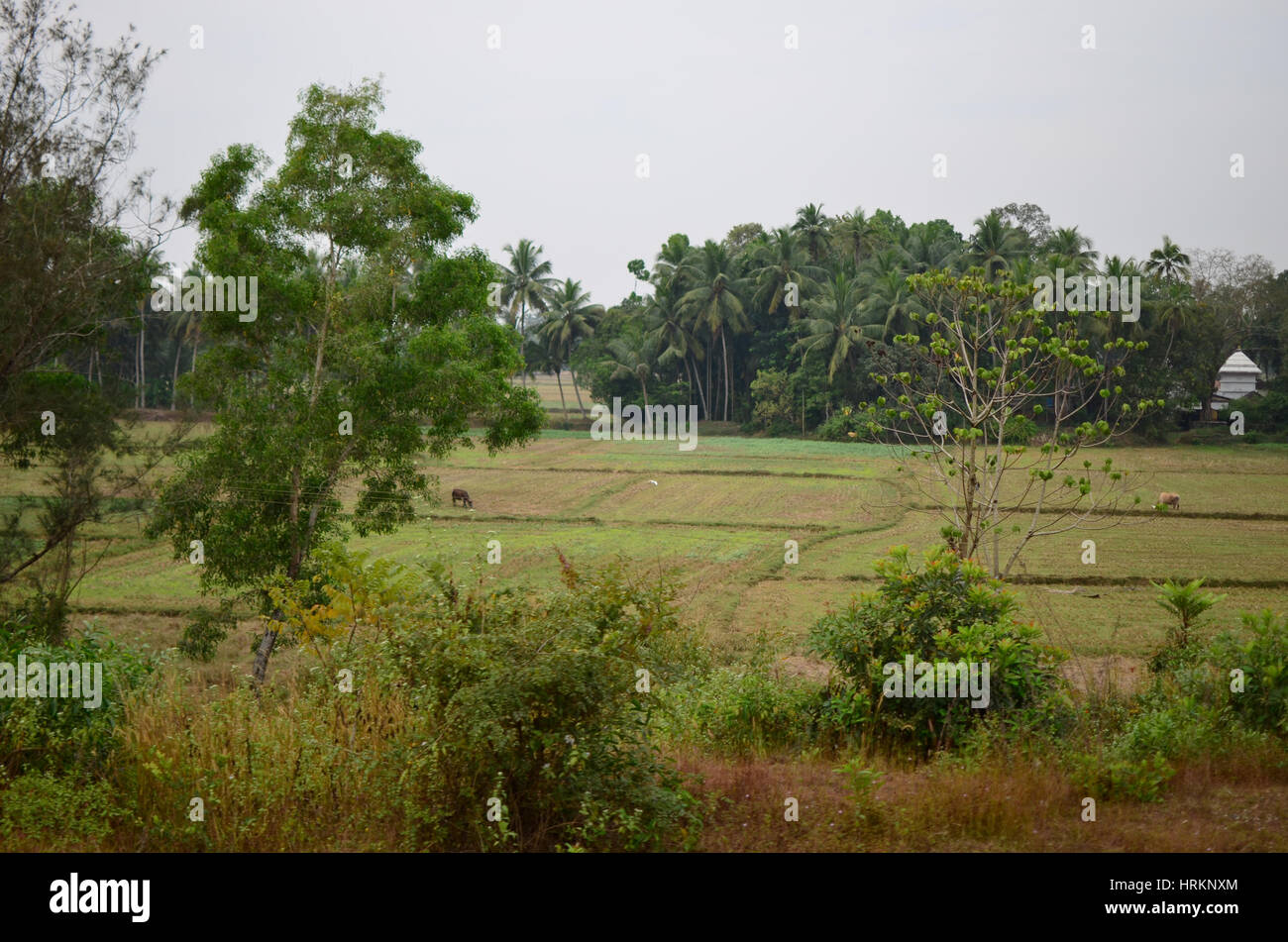 Beautiful landscape of rural India. Scene captured during travel by ...