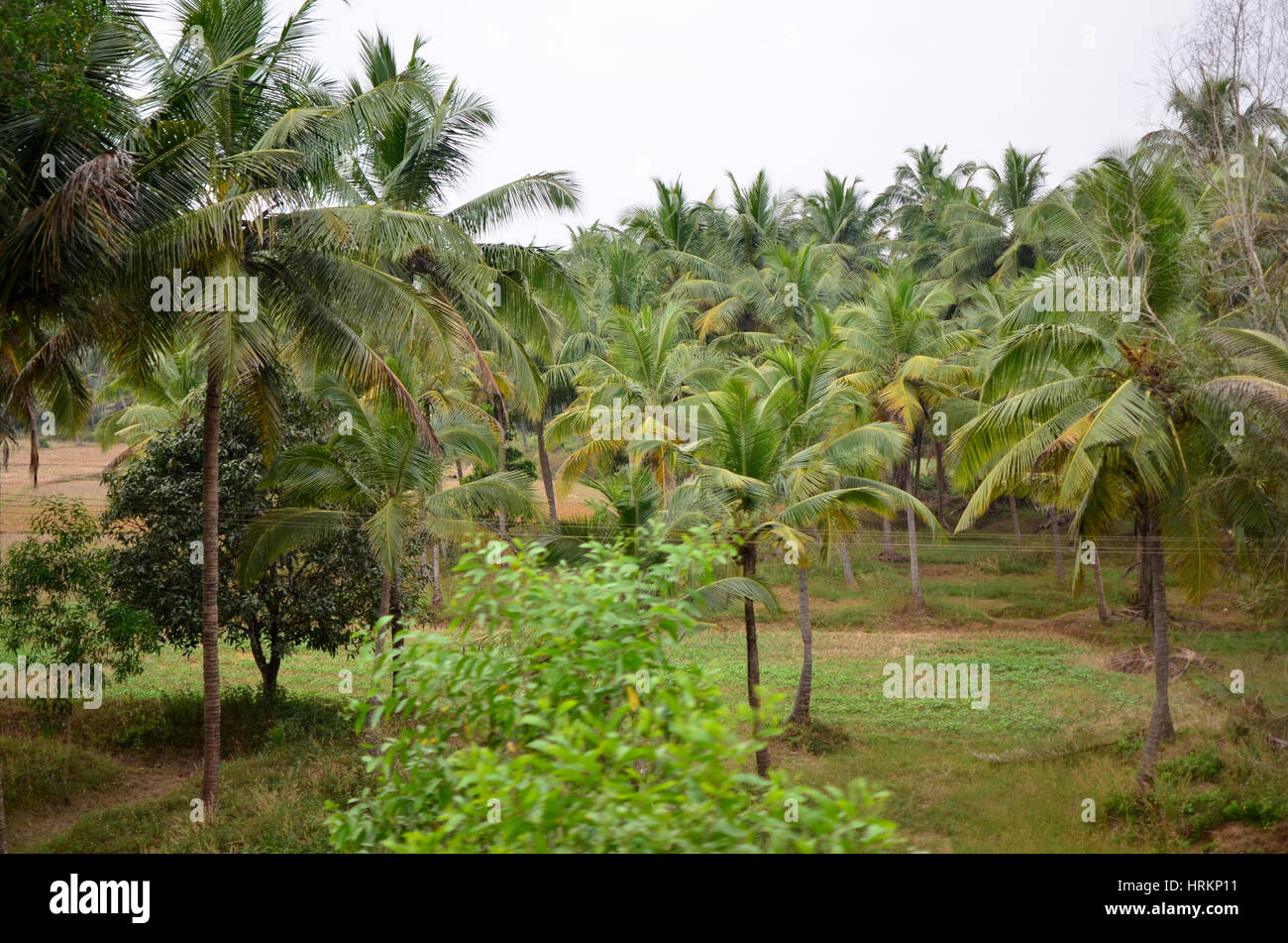 Beautiful landscape of rural India. Scene captured during travel by ...