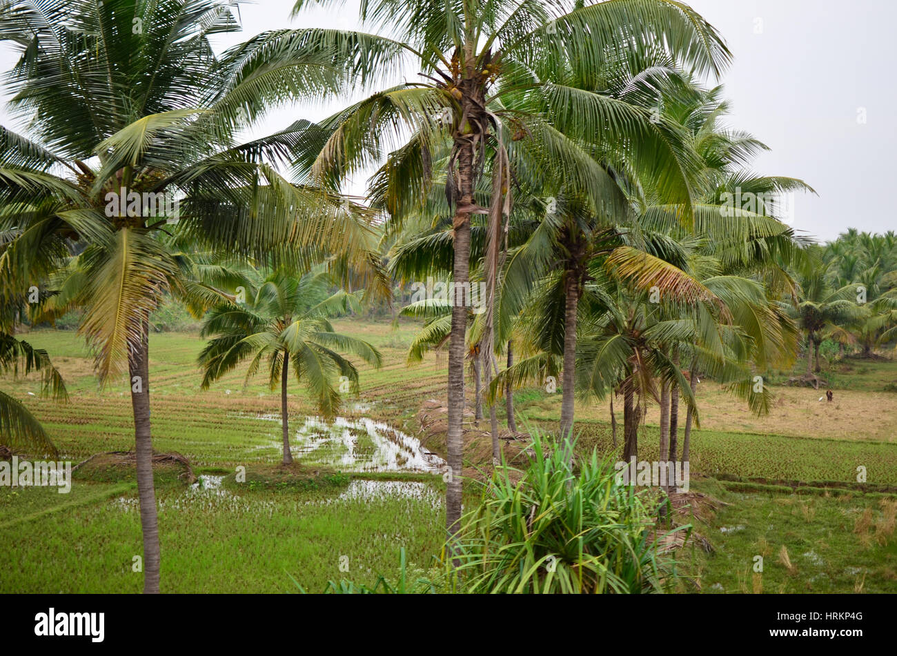 Beautiful landscape of rural India. Scene captured during travel by ...